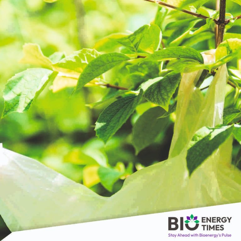 Bioplastics from cassava boosting local economy in Nagaland ...